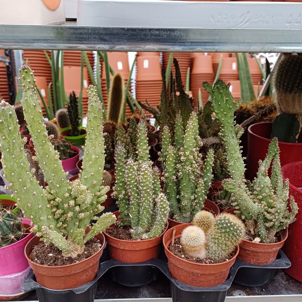 Cactus mix 6 – 15 cm