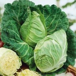 Spic Kupus zeleni(Conehead Cabbage)-45 dan od rasadjivanja.