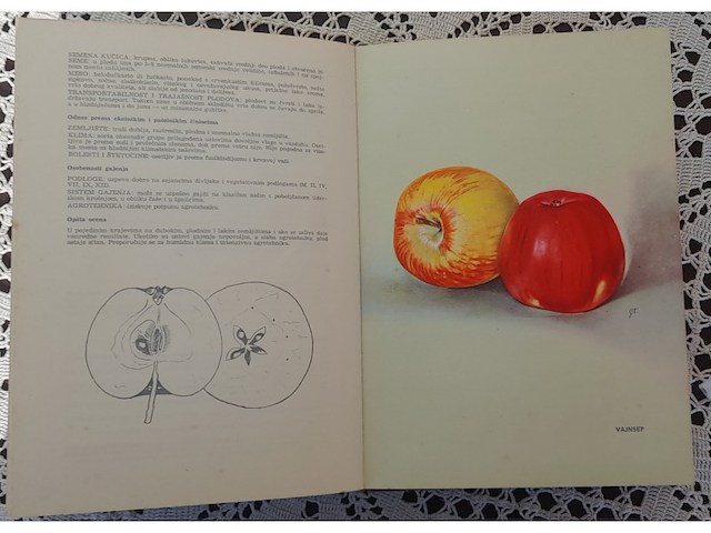 Jabuka - Jugoslovenska pomologija - nauka o jabuci