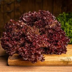 Salata Lolo Rossa Crvena(100sem)-Otporna,dekorativna,ukusna..