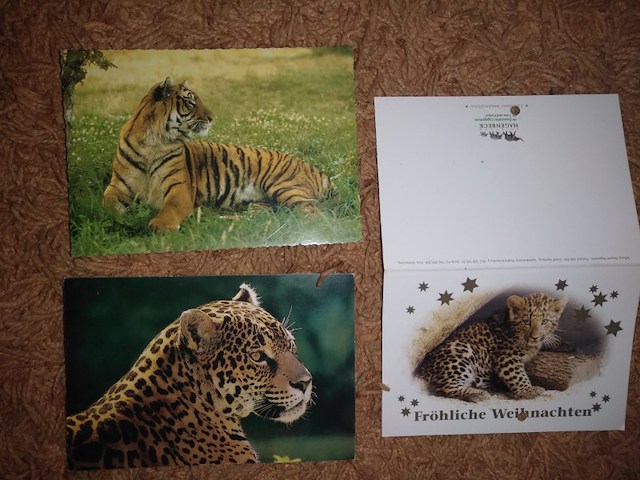 Razglednica životinje, jaguar, slon i tigar, 3 kom