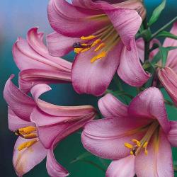 Ljiljan-Lilium trumpet Pink Perfection