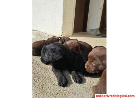 Labrador štenci na prodaju,čokoladni i crni