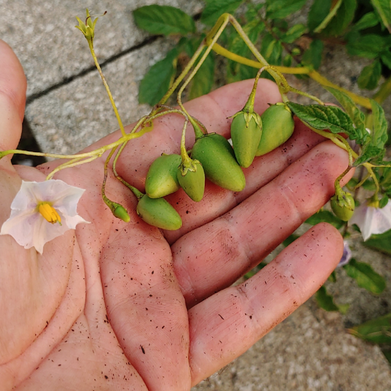 Seme divljeg krompira (Solanum colombianum)