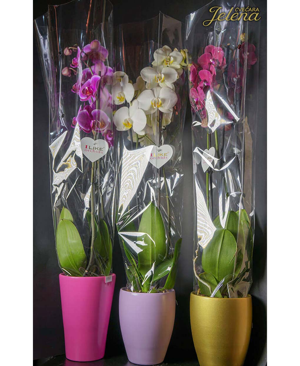 Orhideje u raznim bojama