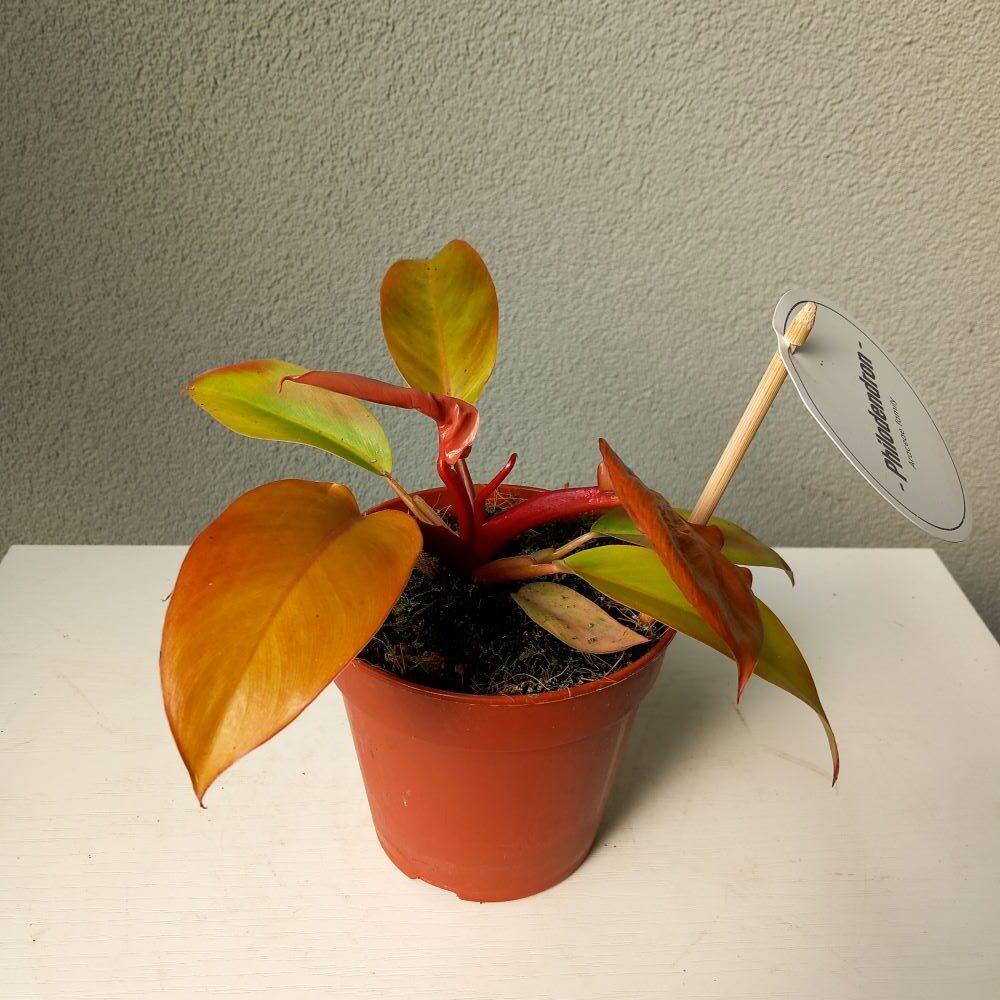 Philodendron Prince of Orange 25 cm