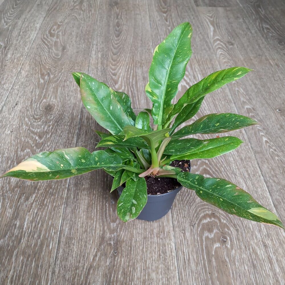 Philodendron Ring of Fire 25 cm