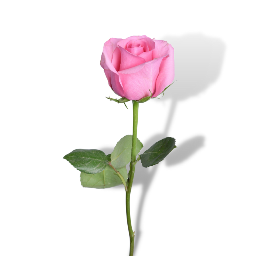 Prodavnica poklona - Ruža roze