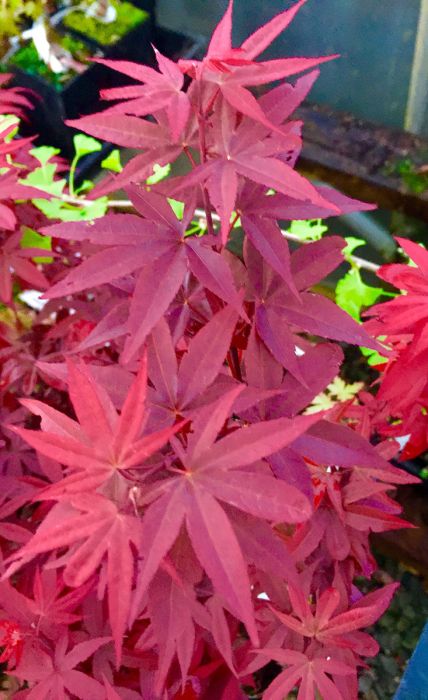 Acer Palmatum Little Red - Japanski Javor