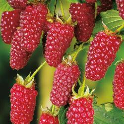 Tayberry - bobičasto voće (100 semenki)