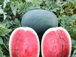 Lubenica Romerija F-1-Najkrupniji hibrid crne lubenice..