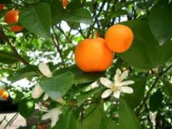 mandarina-10semenki