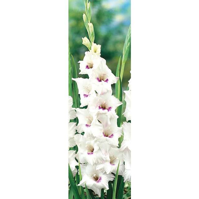GLADIOLUS p Home Coming 6 /1
