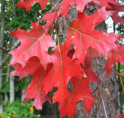 Quercus rubra - Americki hrast (seme) Crveni hrast