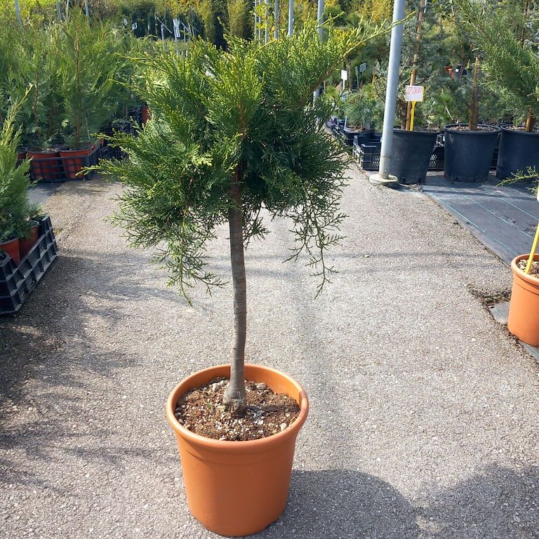 Juniperus media Gold 70 cm na štapu
