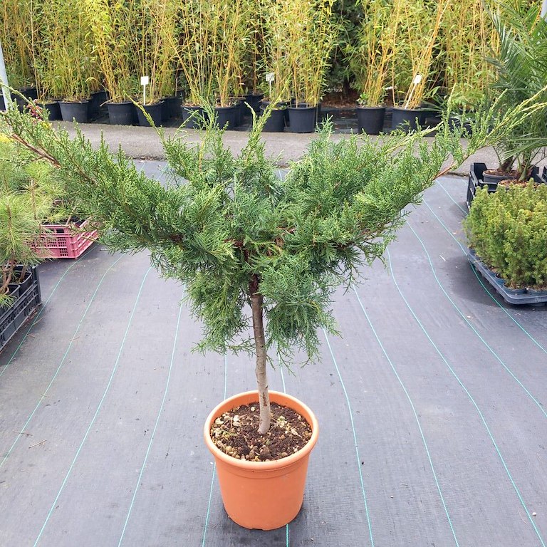 Juniperus media Pfitzeriana Aurea 70 cm na štapu