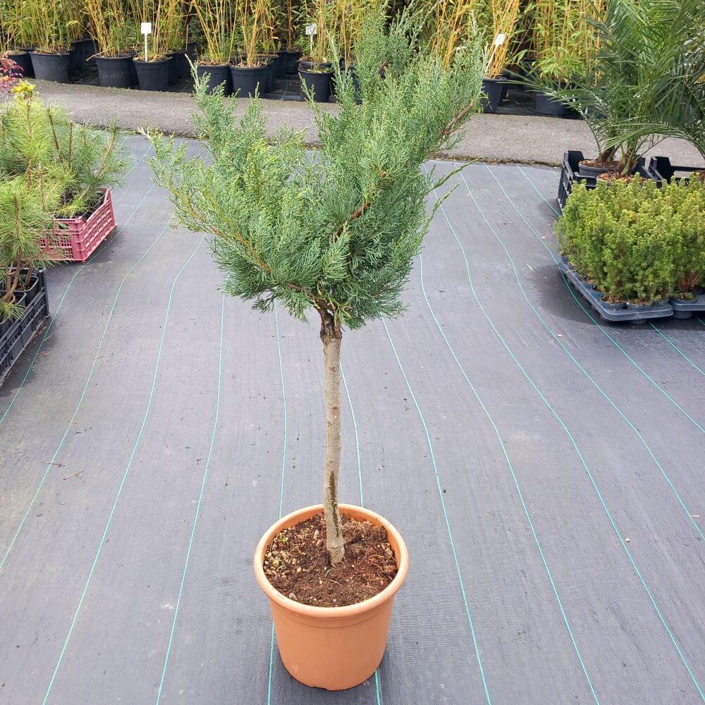 Juniperus media Pfitzeriana Glauca 70 cm na štapu