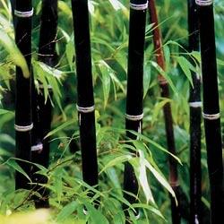 Phyllostachys nigra (seme) Crni bambus