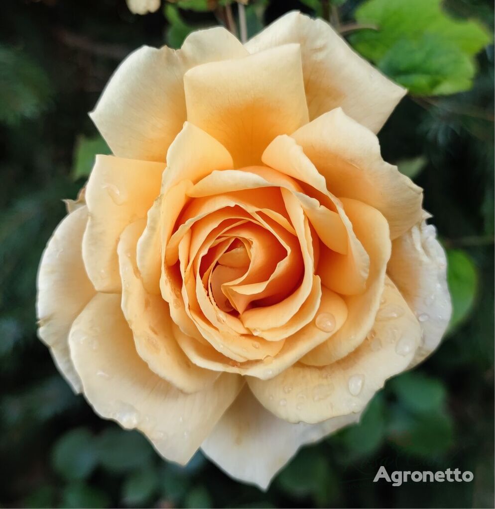 Róża Valencia® NA PNIU sadnica cveća