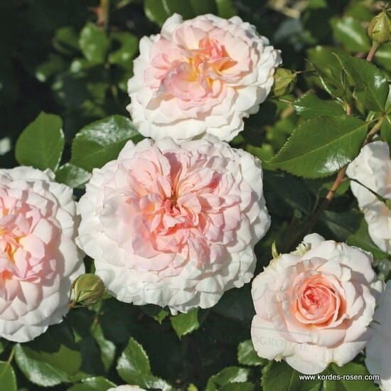 Róża Bremer Stadtmusikanten® sadnica cveća