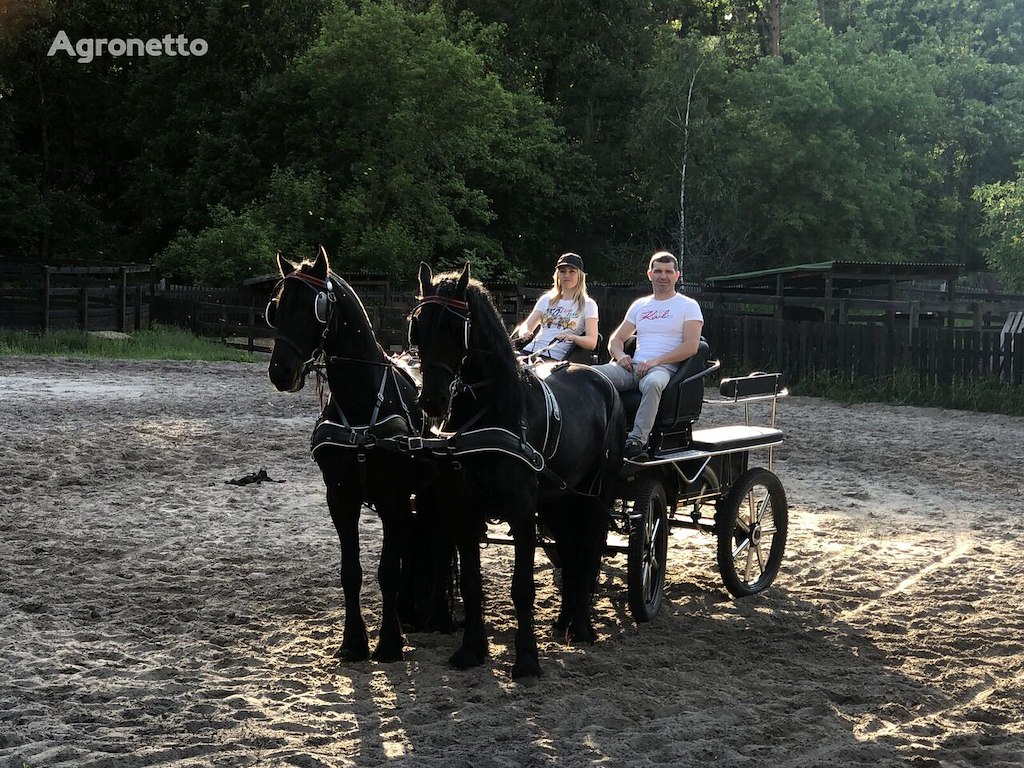 Friziјski koњi su dostupni u Ukraјini
