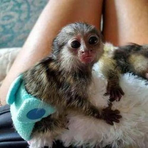 slatki i vrlo poštovani mali marmoset majmun dostupan.