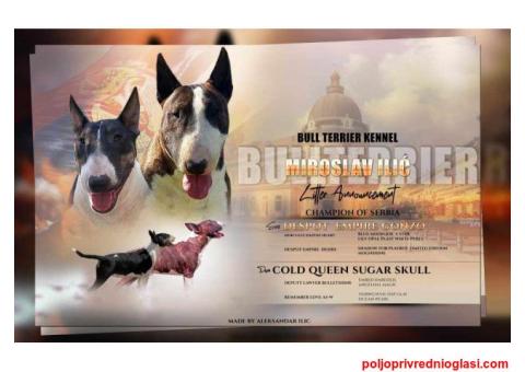 Standard Bull Terrier stenci na prodaju