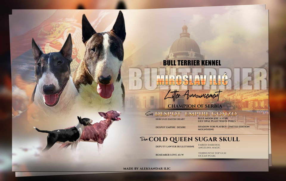 Standard Bull Terrier štenci na prodaju