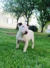 Standard Bull Terrier stenci na prodaju
