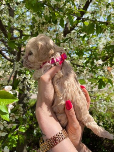 Maltipoo prelepi stenci + POKLON