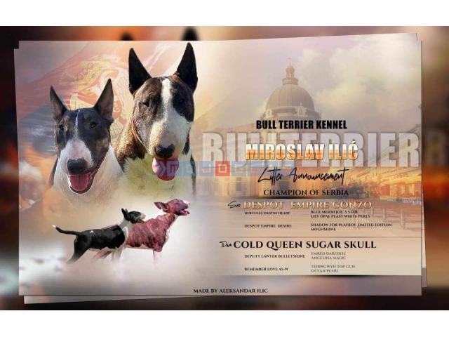 Standard Bull Terrier stenci na prodaju,