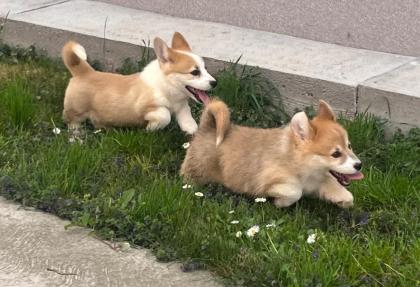 Welsh Corgi Pembroke prelepi stenci