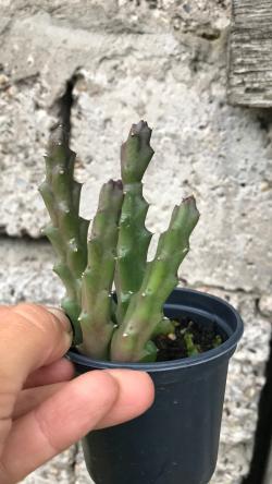 Stapelia variegata / orbea variegata