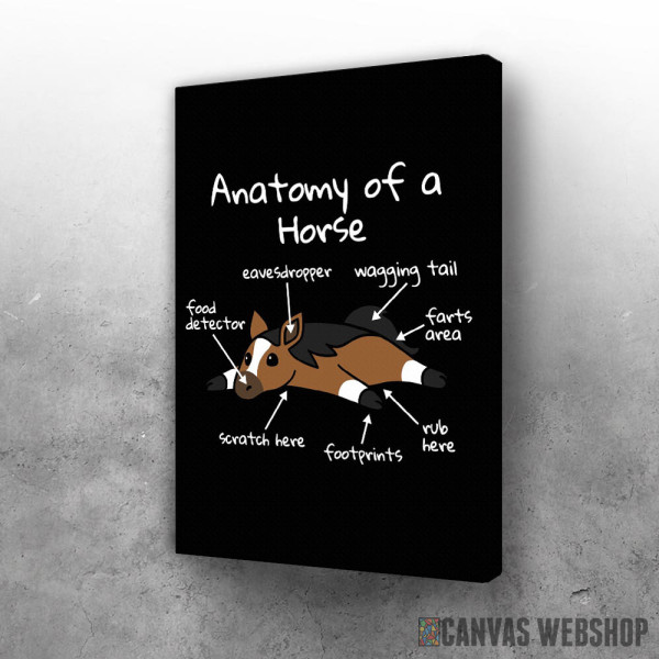 Anatomija konja