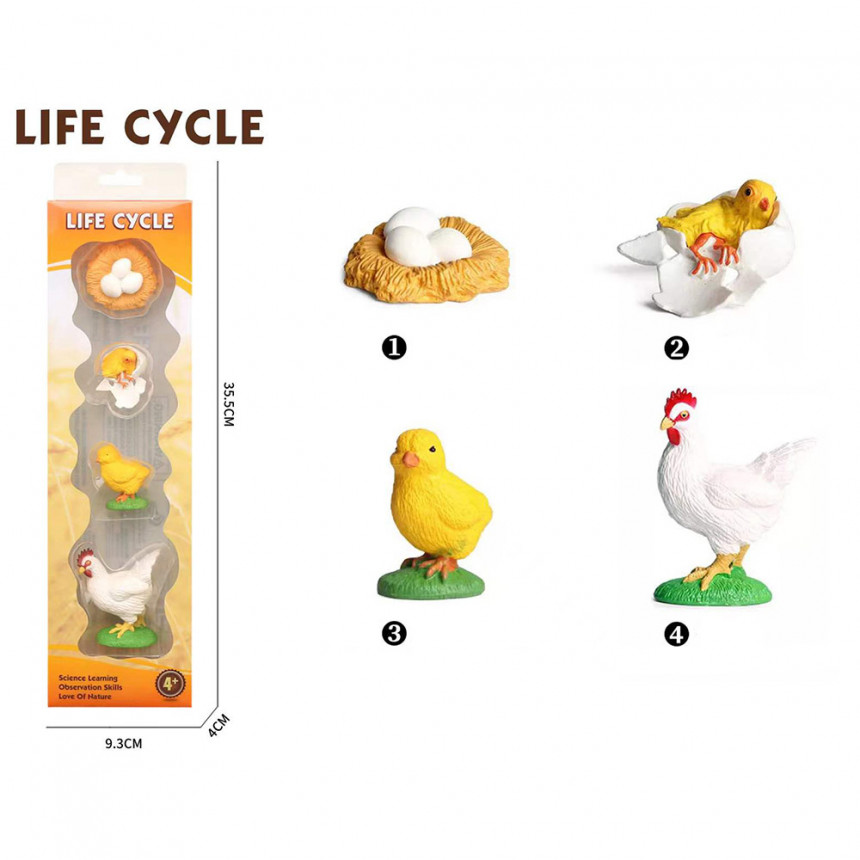 Životni ciklus kokoške set od 4 dela