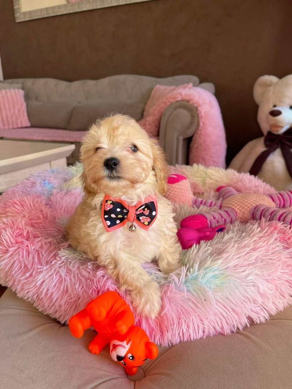Registrovana odgajivacnica pasa "Happy Puppies" ima u ponudi stence