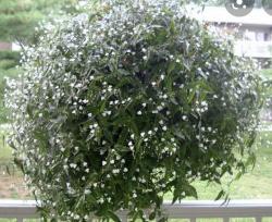 Sadnica,Nevestin Veo puzavica (Gibasis geniculata)-Bezbroj mirisnih cvetica,(biljka sa slike 2).