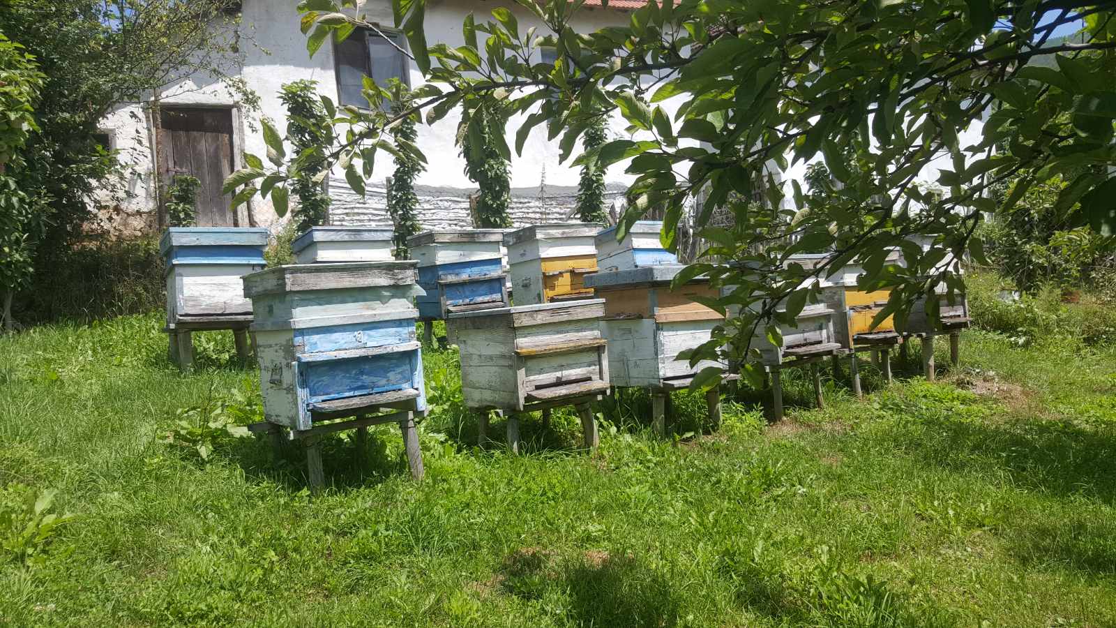 Prodajem pčele – veoma povoljno!