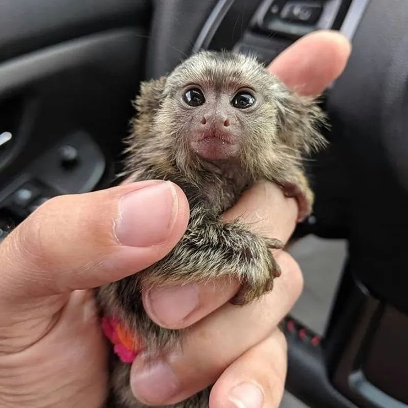 Prodajem bebe marmozeta majmune