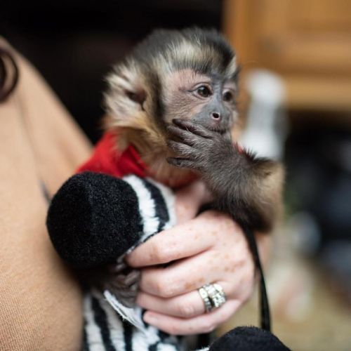 Dostupni su lijepi ručno uzgojeni mališani kapucin majmuna
