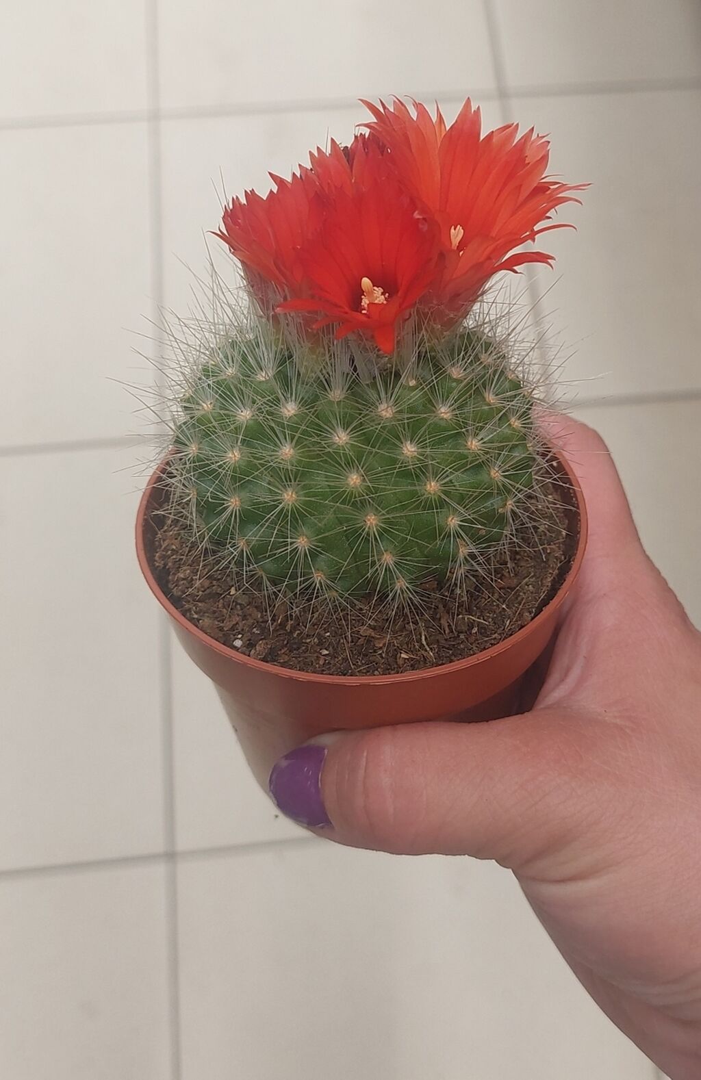 Kaktus sa prirodnim cvetom
