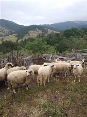 Prodaja umatičenih dviski