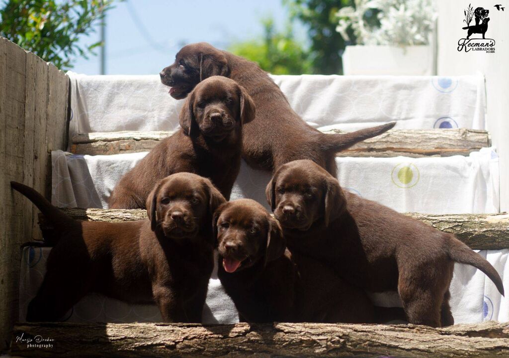 Labrador Retriver štenci Odgajivačnica Labrador Retrivera KECMAN'S