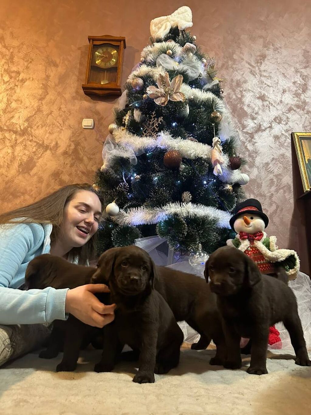 Čokoladni i crni štenci Labrador Retrievera Čokoladni i crni štenci