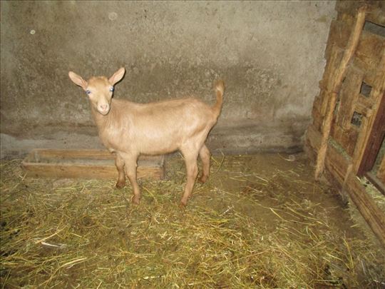 Muško jare ( Majka Sanpina/ Otac burski jarac)