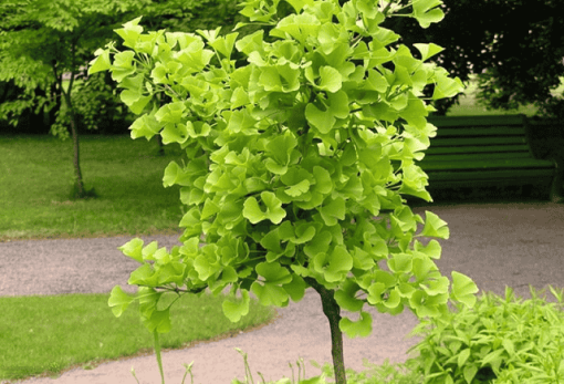 Ginko Biloba