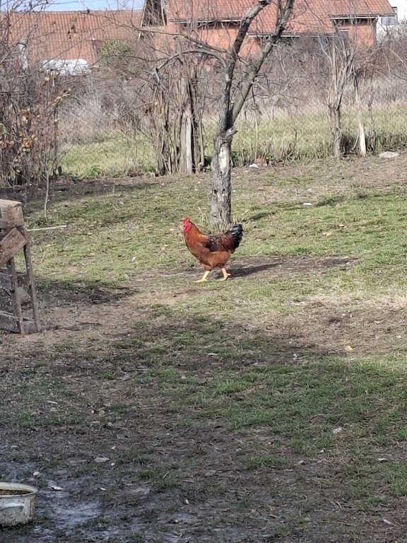 Petlovi stari 6 meseci. lepi i krupni! moze zamena za mlade koke.cena