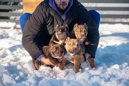 ŠTENCI AMERIČKOG EGZOTIČNOG MIKRO BULIJA
