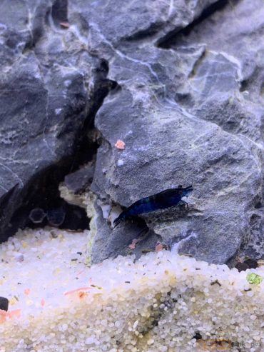 Neocaridina davidi Var. Blue Diamond