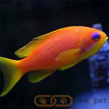 Anthias Squamipinnis – Lyretail Anthias